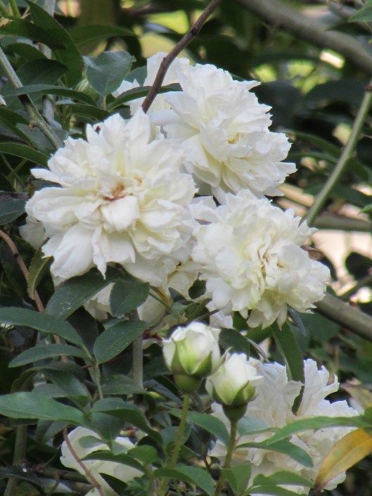 Madame Plantier roses heralding in the 1st Day of Spring! | Ravenscourt ...