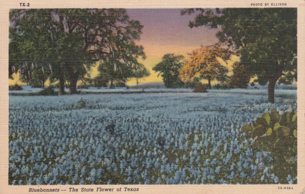 Garden Quote Friday – The Legend of Bluebonnet | Ravenscourt Gardens