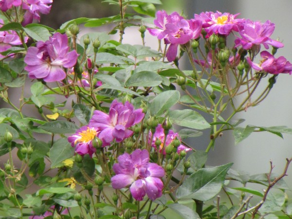Veilchenblau…the “almost” Blue Rose | Ravenscourt Gardens