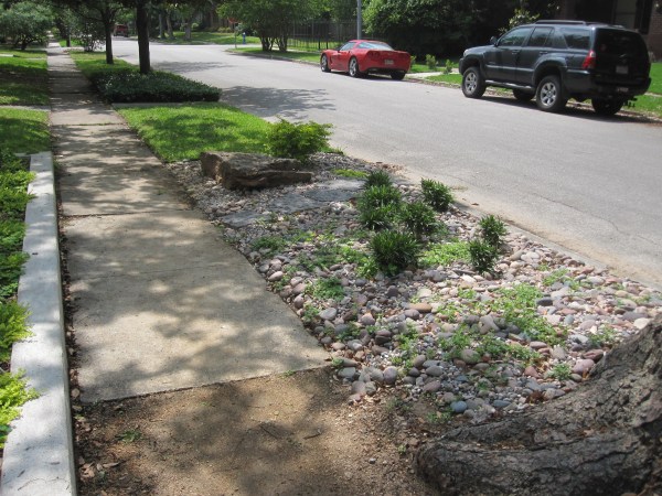 What to do in a shady Right-of-Way with big trees? | Ravenscourt Gardens