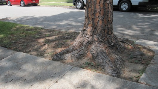 What to do in a shady Right-of-Way with big trees? | Ravenscourt Gardens