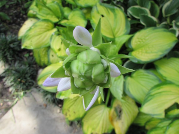 Hostas in Houston | Ravenscourt Gardens