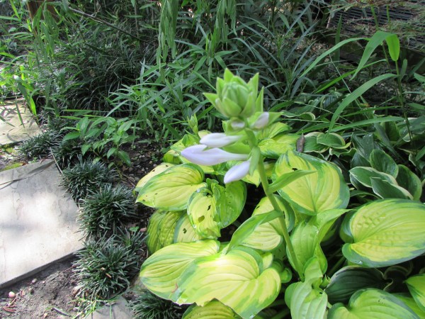 Hostas in Houston | Ravenscourt Gardens