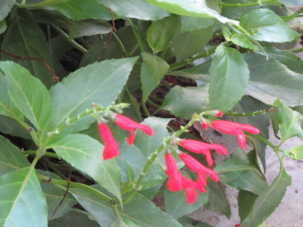 Garden Poem – Andy Doty, To Salvia | Ravenscourt Gardens