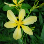 Blackberry lily – Iris Domestica, a new plant we are trying ...