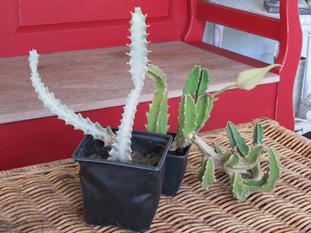 A little treasure from the plant swap, Starfish cactus. | Ravenscourt ...
