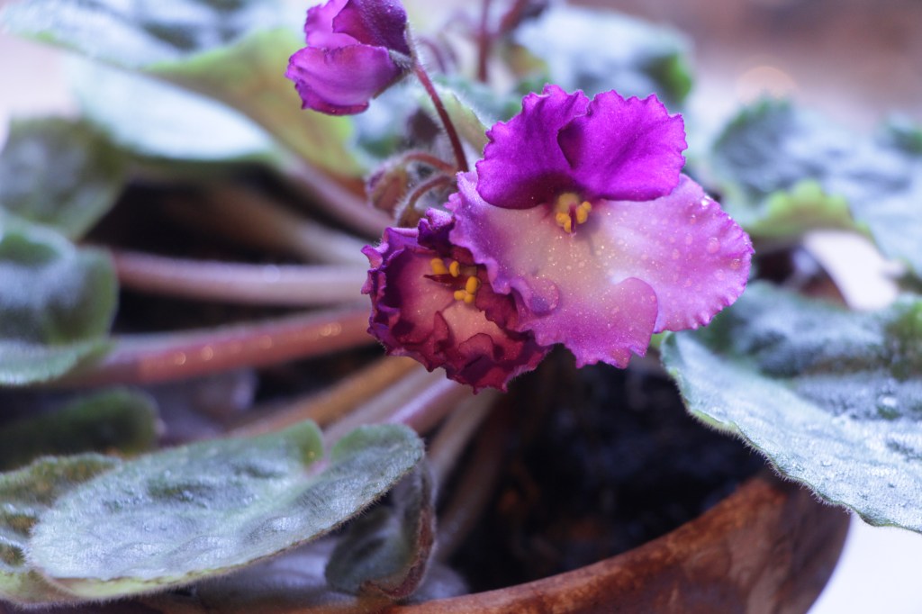 Song of the Flower XXIII – Khalil Gibran | Ravenscourt Gardens