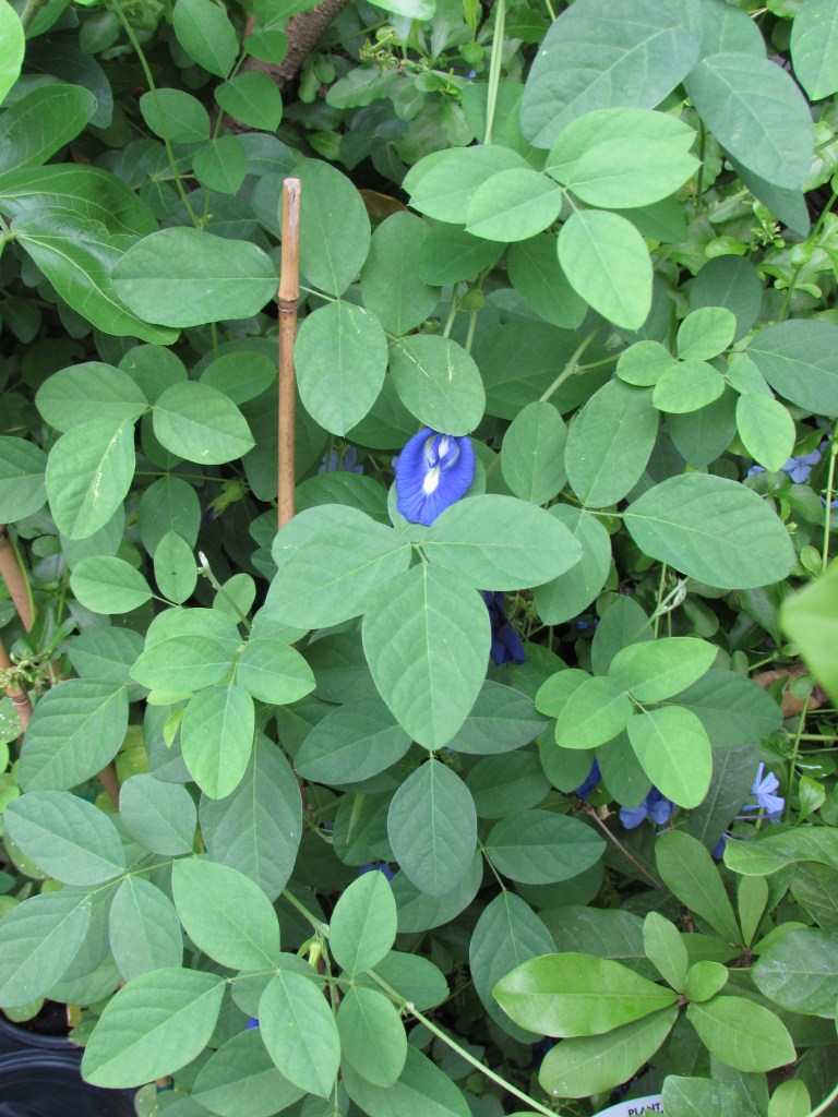 Zone 9 Tropicals, a little nursery in the Heights (Mail order too ...