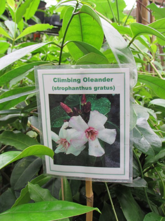Zone 9 Tropicals, a little nursery in the Heights (Mail order too ...