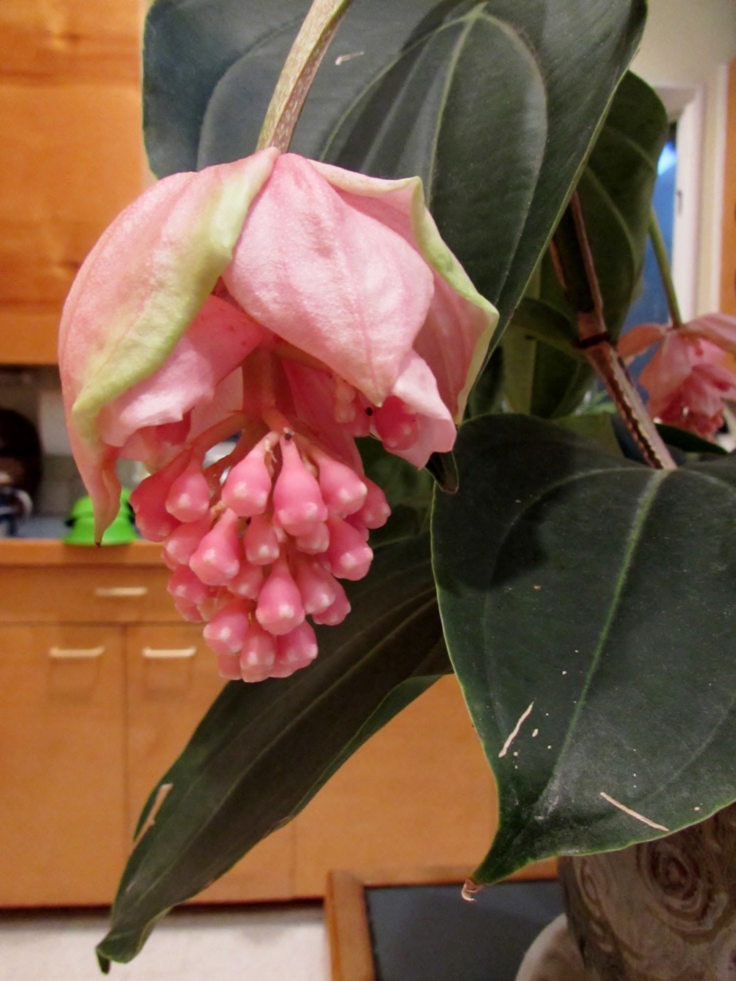 “How to Slow Down” by Stephen Gaskin and My Current Favorite Plant ...