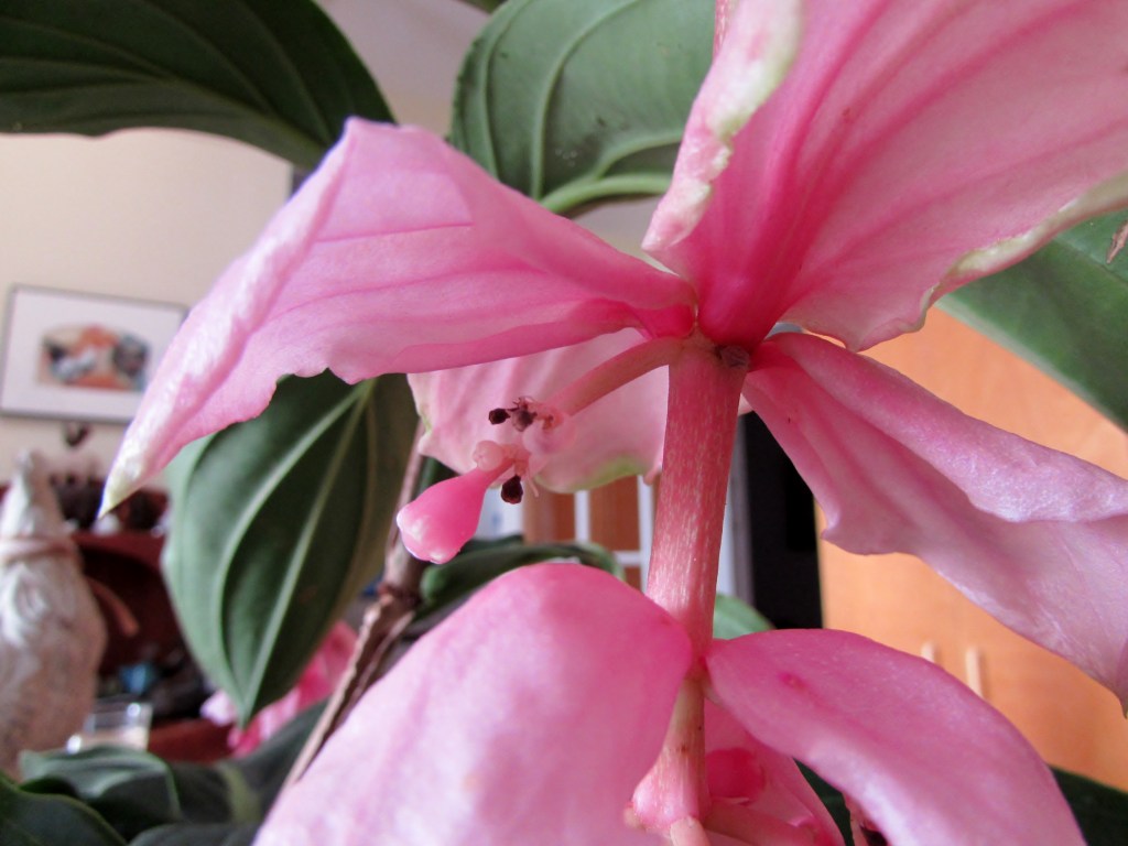 “How to Slow Down” by Stephen Gaskin and My Current Favorite Plant ...