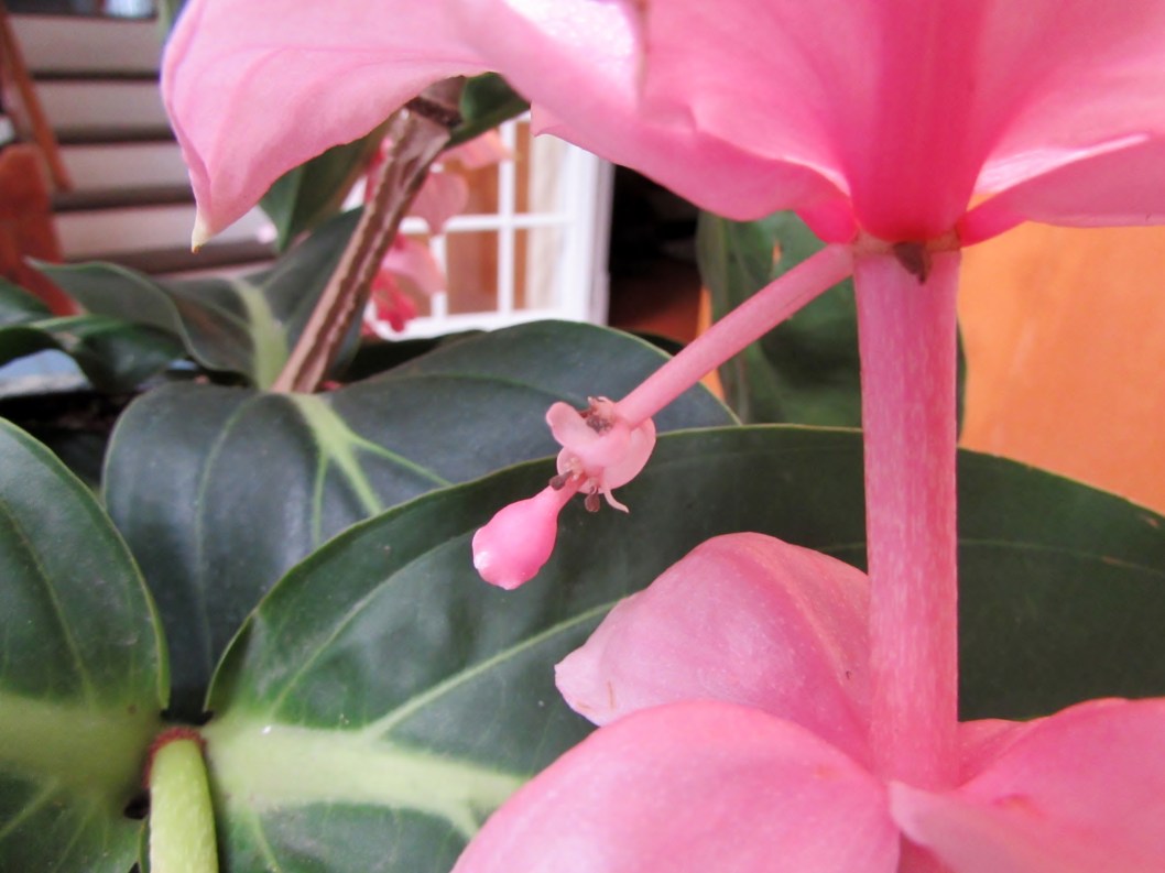 “How to Slow Down” by Stephen Gaskin and My Current Favorite Plant ...