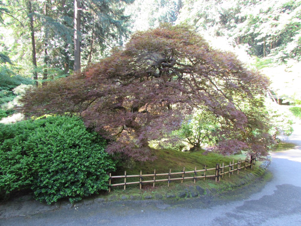 Wow, Our New Japanese Maple Lives Up to Its Hype! | Ravenscourt Gardens