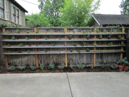How to Build a Vertical Garden with Rain Gutters | Ravenscourt Gardens