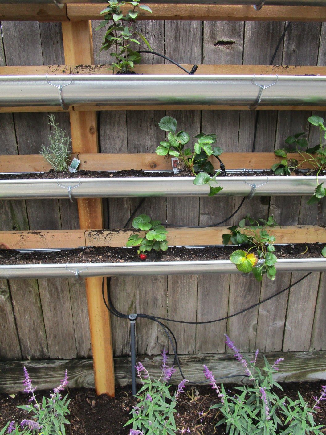 How to Build a Vertical Garden with Rain Gutters | Ravenscourt Gardens
