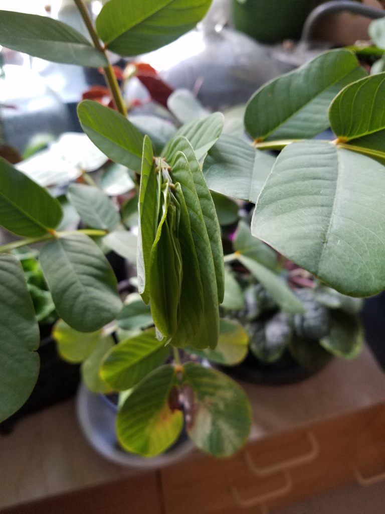 Median Gardener – Gifted a Candlestick Tree | Ravenscourt Gardens